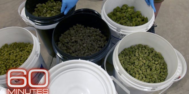 Video: Inside the US’s Biggest Legal Marijuana Factory
